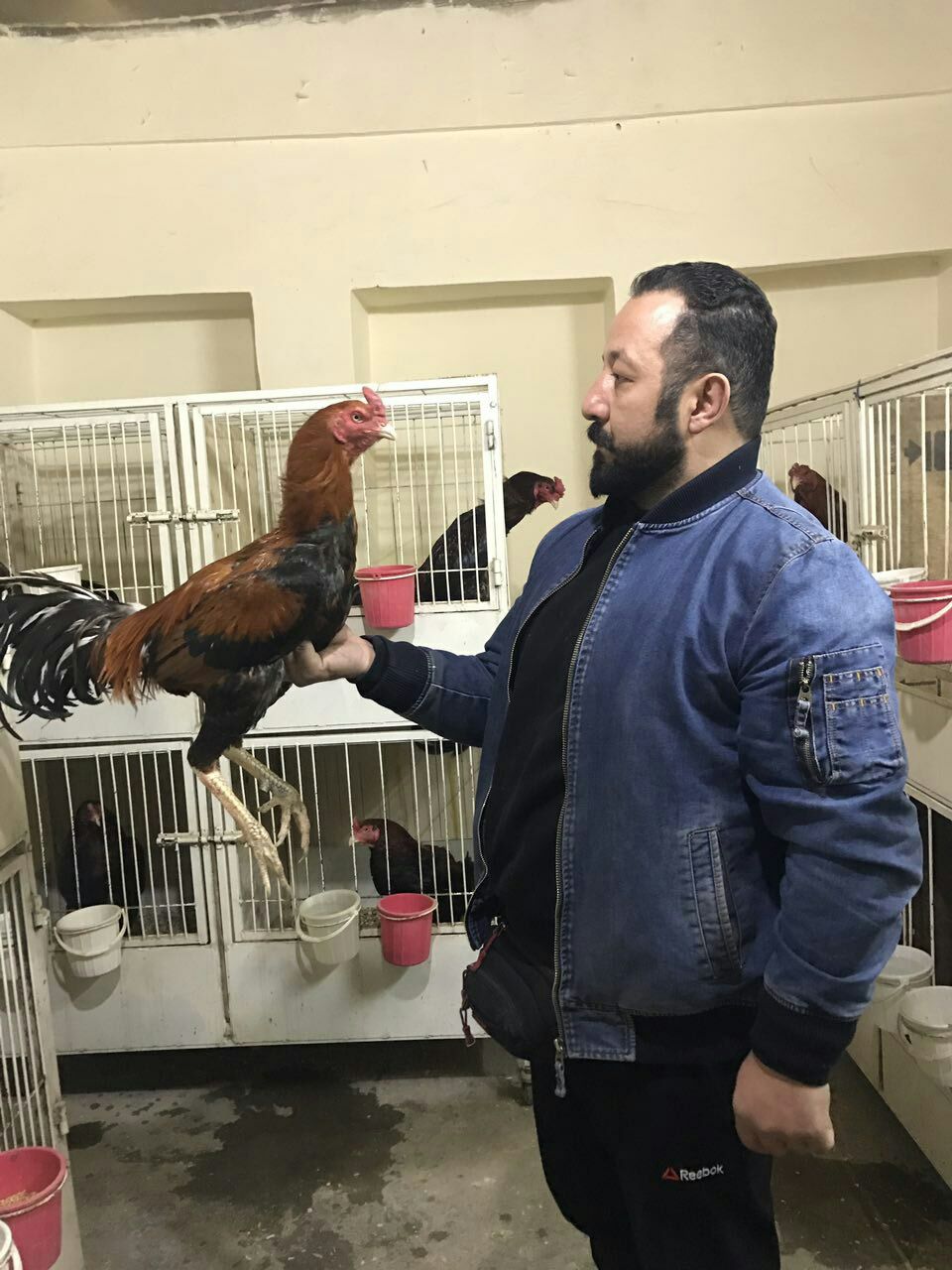 خروس لاری اصیل از بهترین نسل ترک و افغان